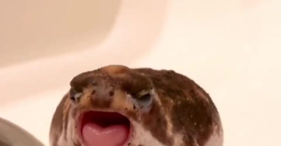 Tiny round rain frog has the cutest yawn ever - Sharedots