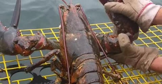 Check out the size of this MASSIVE lobster! - Sharedots