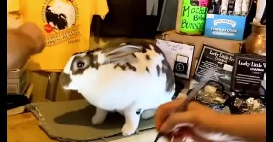 Working Bunny Helps Cashier - Sharedots