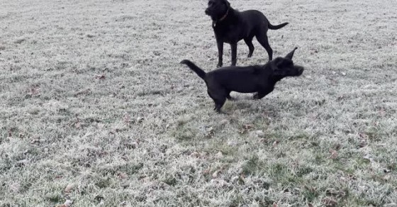 Black Lab Has Serious Zoomies - Sharedots