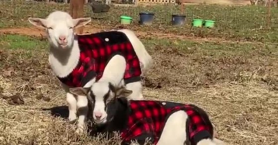 Baby Goats Seem Unimpressed With Matching Pajamas - Sharedots