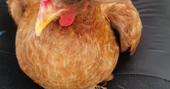 Chicken With Pigtails - Sharedots