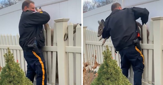 Police rescue doe trapped between two fences - Sharedots