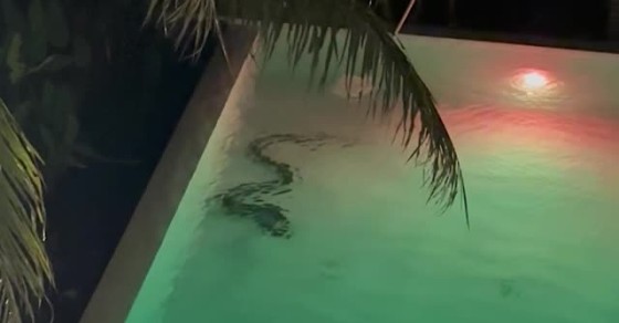 Giant Snake in the Pool - Sharedots