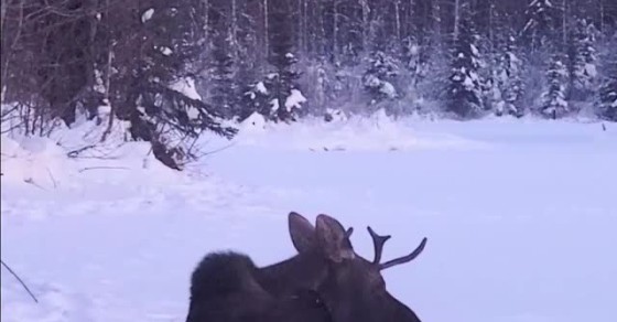 The Most Patient Moose - Sharedots