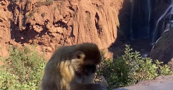 Picky Moroccan Monkeys - Sharedots