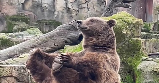 Silly Goofy Bear - Sharedots