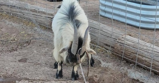 Paw The Almighty Unicorn Goat - Sharedots