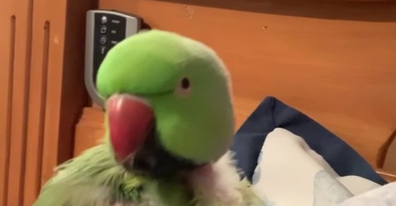 Parrot Wants To Be An Opera Singer - Sharedots