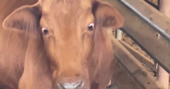 Cross-Eyed Cow Looks Like She Has Googly Eyes - Sharedots
