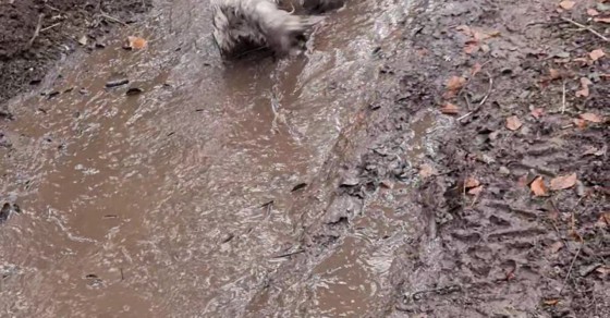 Fluffy White Dog Lays in Mud Puddle to Owner's Dismay - Sharedots