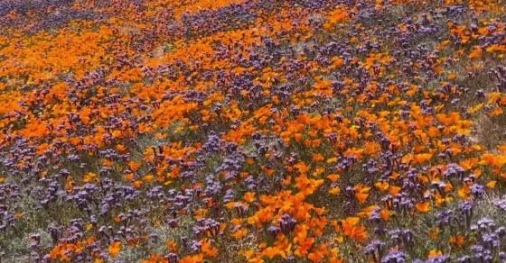 Eastern Sierra Wildflower Super Bloom - Sharedots