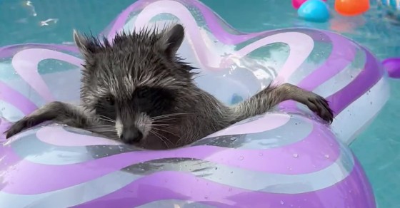 Raccoon Plays With Pool Floatie - Sharedots