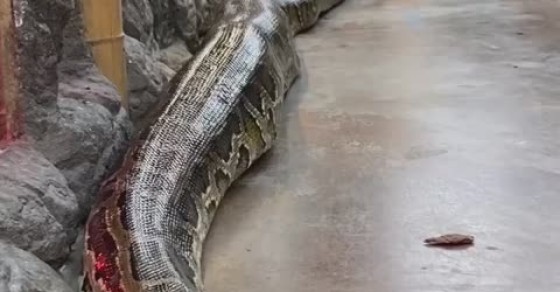 Giant Burmese python is a jaw-dropping 20 feet long! - Sharedots