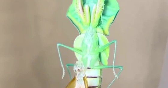 Insane praying mantis transformation will blow your mind - Sharedots