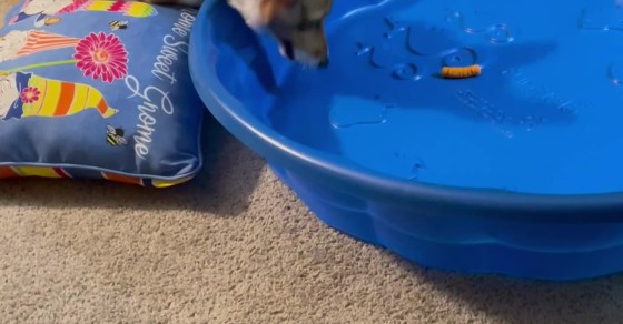 Helping Corgi Overcome His Fear of the Plastic Pool of Doom - Sharedots
