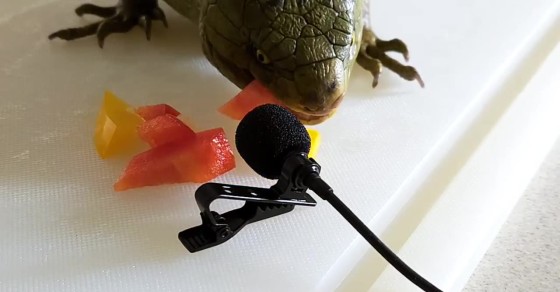 Lizard Eating ASMR - Sharedots