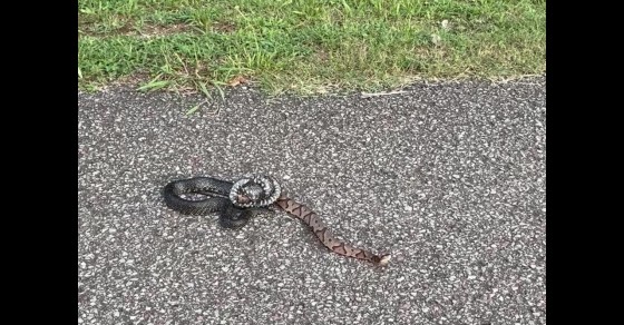 Snakes Constrict Each Other - Sharedots