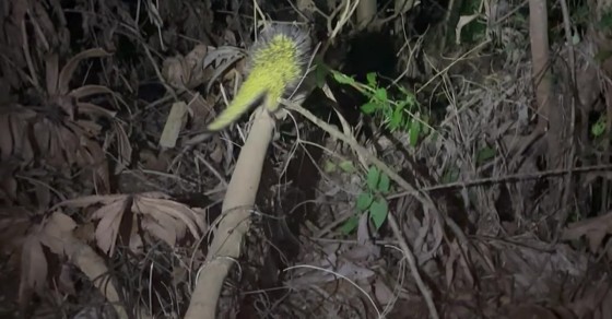Bright Yellow Porcupine Spotted in Amazon Jungle - Sharedots