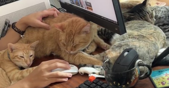 Daily Computer Setup Includes Lots Of Cats - Sharedots