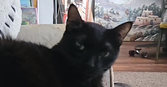 Polite Cat Says Bless You - Sharedots