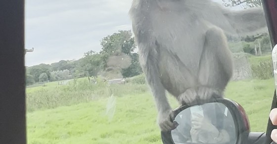 Monkeys Attack Car During Drive-Through Safari - Sharedots