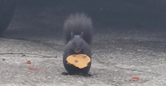 Squirrel Nibbles On Cookie - Sharedots