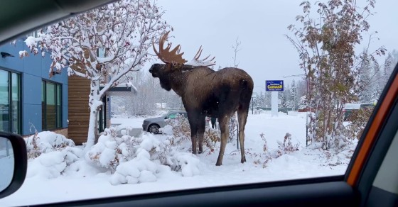 Mega Moose Munching - Sharedots
