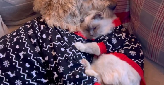 Cat And Doodle Cuddle In Festive Pajamas - Sharedots