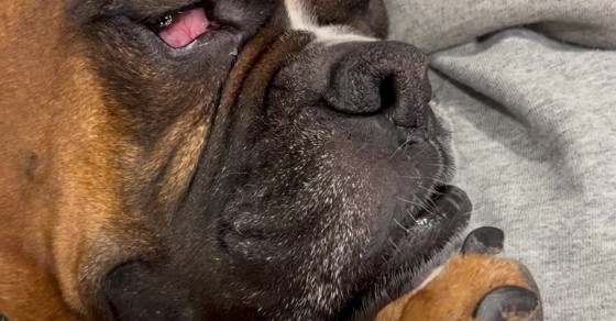 Boxer Gets Some Good Honk Shoo Mimimi Sleep - Sharedots