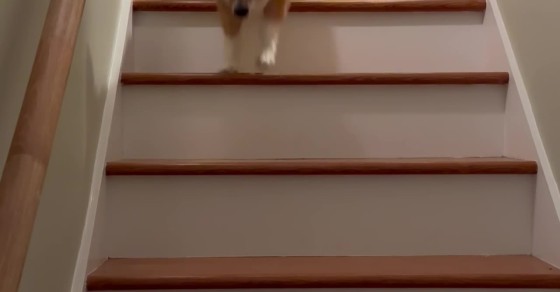 Corgi Hops Down Stairs - Sharedots