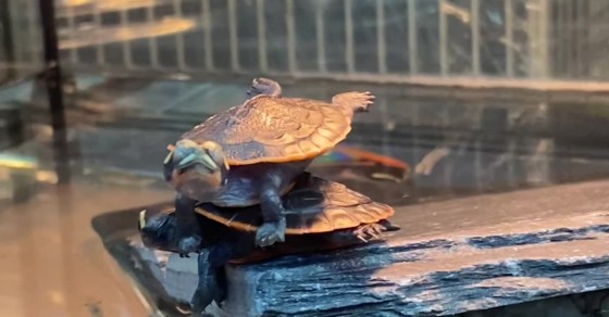 Turtle Acrobatics - Sharedots