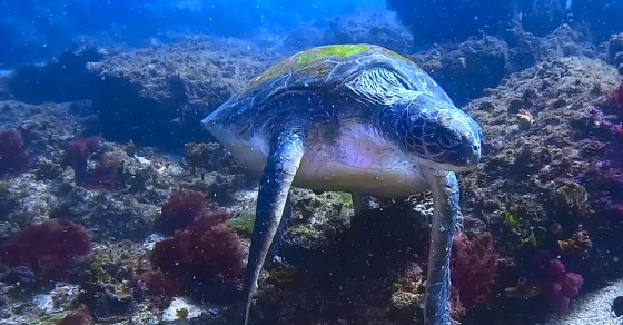 The Most Relaxed Turtle Ever - Sharedots