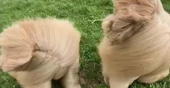Two Floofs Sit In Strong Wind - Sharedots
