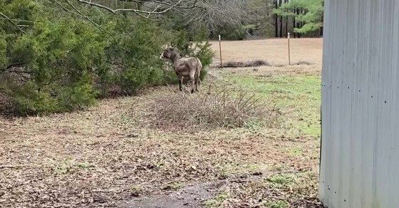 Donkey Plays With Squeaking Rubber Chicken - Sharedots