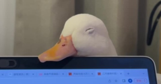 Ducks Falls Asleep on Laptop Screen - Sharedots