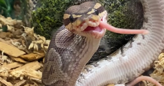 Snake Looks Derpy While Eating Dinner - Sharedots