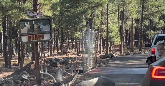 Friendly Mule Deer Buck Approaches Car - Sharedots