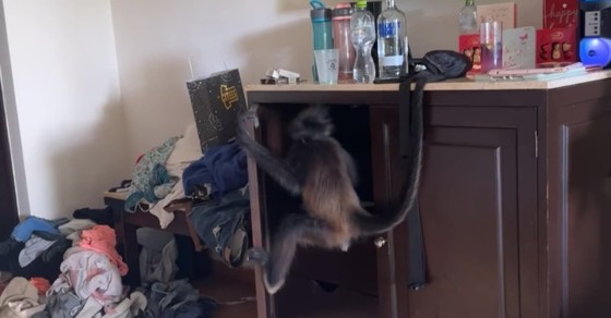 Monkey Invites Itself Into Hotel Room - Sharedots