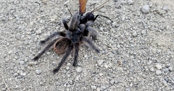 Tarantula Hawk with a Paralyzed Tarantula - Sharedots