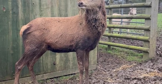 Red Deer Stag In His Emo Era - Sharedots