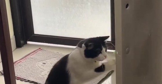Meowmed Ali - Sharedots