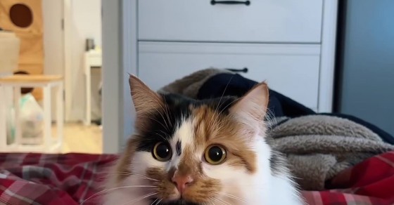 Pounce Mode Activated - Sharedots