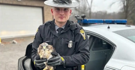Ohio State Trooper rescues injured hawk - Sharedots