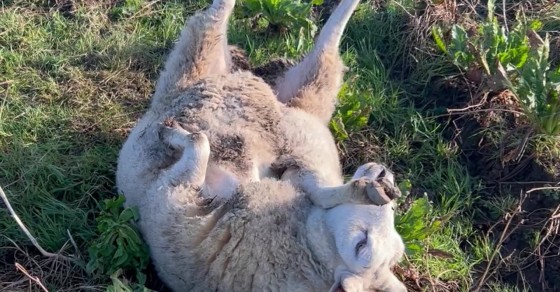 What to Do If You See a Sheep Stuck on Its Back - Sharedots