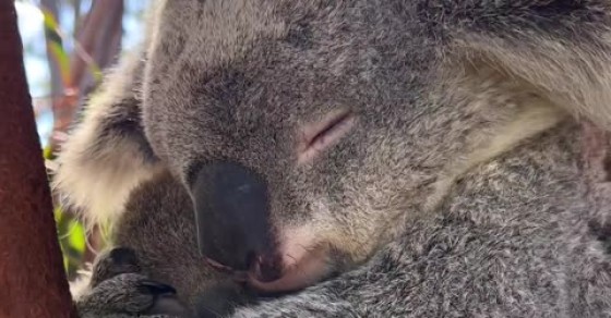 Sometimes all you need is a big cuddle from mum! - Sharedots