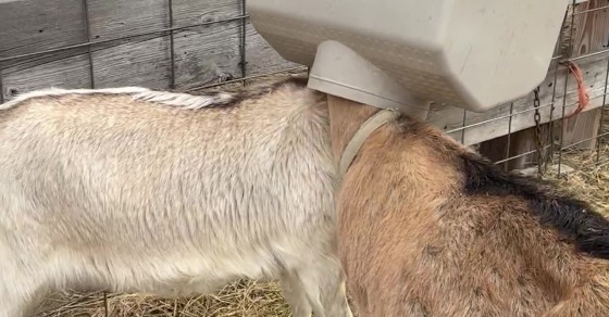 Greedy Goats Get Their Heads Stuck in a Feeder - Sharedots