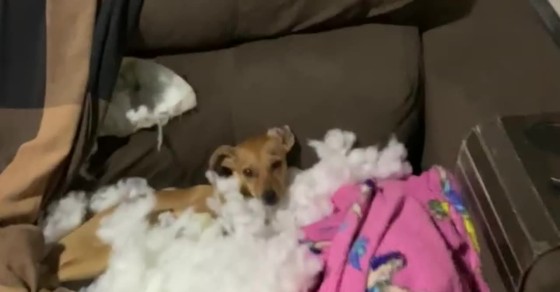 Small Dog Destroys Sofa - Sharedots