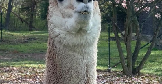 Alpaca Sounds an Alarm Call - Sharedots