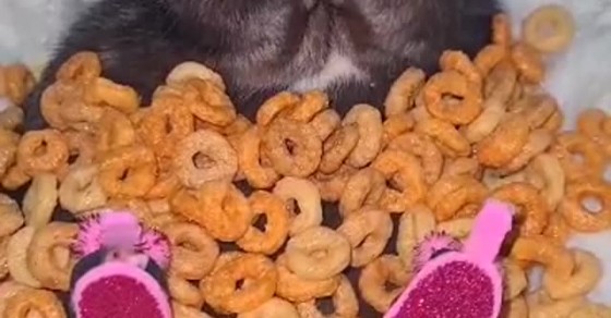 Adorable Rat Rests In a Blanket of Cheerios - Sharedots